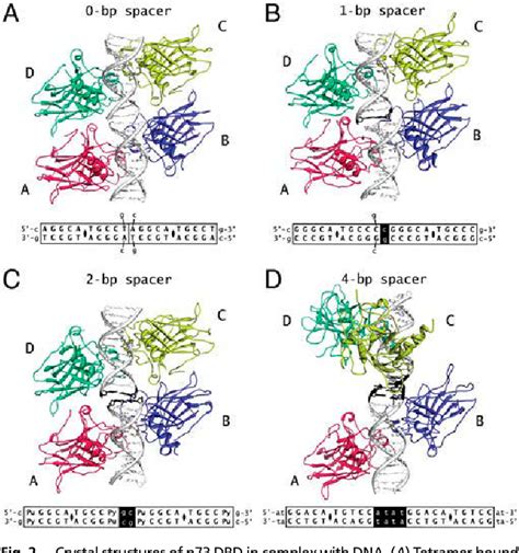 Figure 1 From Structure Of P73 Dna Binding Domain Tetramer Modulates P73 Transactivation