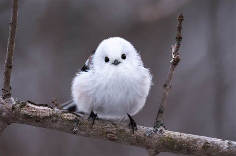 Long Tailed Tit On Hokkaido 10000 Birds