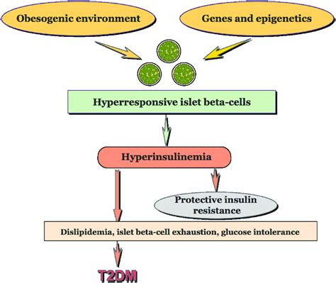 A Conceptual Framework That Views Insulin Hypersecretion As The
