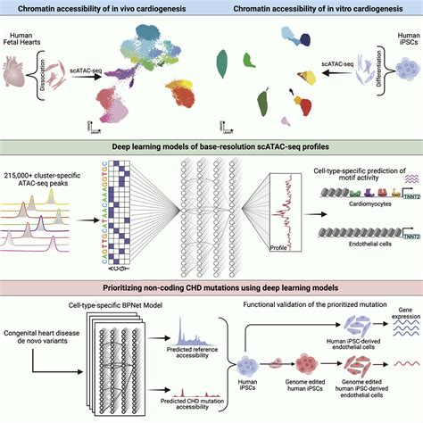 Integrative Single Cell Analysis Of Cardiogenesis Identifies Developmental Trajectories And Non
