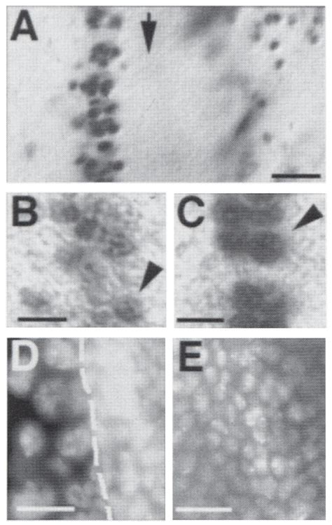 Ectopic Rux Expression Does Not Inhibit Normal S Phases And Promotes Download Scientific