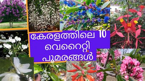 Flowering Trees Kerala At Roscoe Ramirez Blog