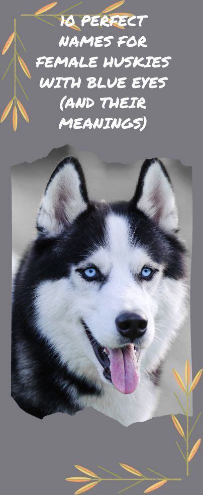 Husky With Blue Eyes Artofit