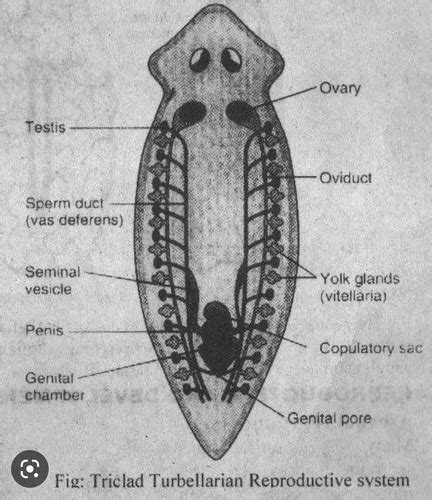 Platyhelminthes Flashcards Quizlet