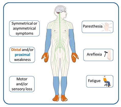Severe Sensory Motor Axonal Neuropathy At Phyllis Fetter Blog