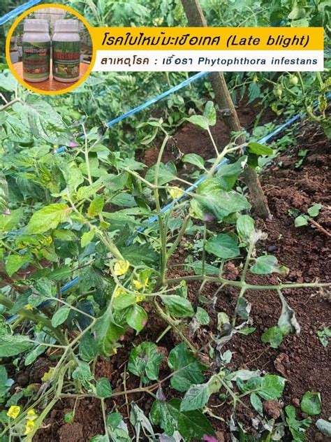 โรคใบไหม้มะเขือเทศ Late Blight สาเหตุเกิดจากเชื้อรา Phytophthora Infestans อาการของโรค