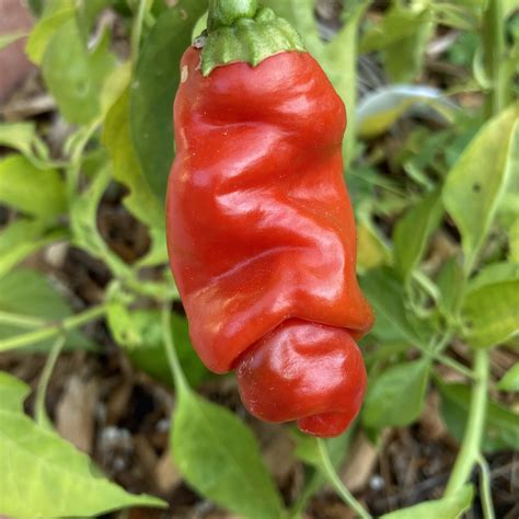 Peter Pepper Live Plant Tyler Farms