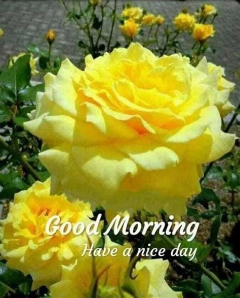 Wondeful Good Morning Yellow Rose Photo Good Morning Pictures