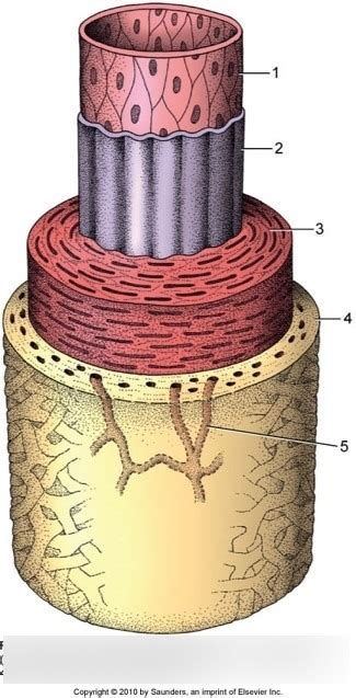 The Components Of The Arterial Wall Diagram Quizlet