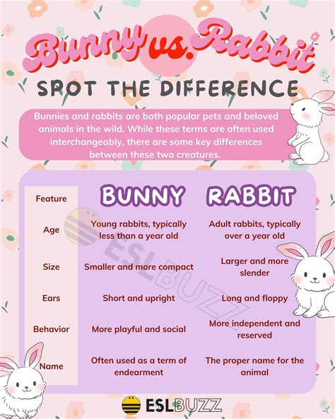 Bunny Vs Rabbit A Guide To Identifying And Understanding These Furry