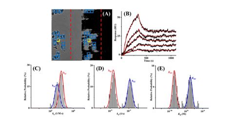 Application Note 147 Variations In The Binding Kinetics Of Native And Recombinant Protein
