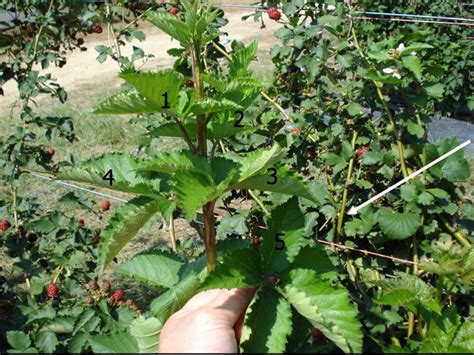 Team Rubus Leaf Tissue Sampling Time For Blackberry Crop
