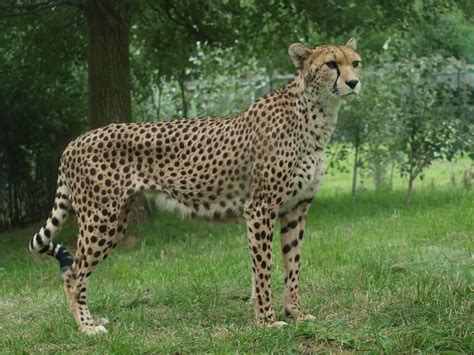 Saharan Cheetah Algeria
