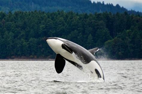 La orca. ¿Quién es el asesino?