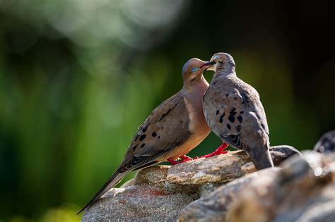 10 Fun Facts About The Mourning Dove Audubon