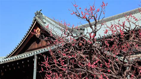 教祖殿と紅梅 天理時報オンライン
