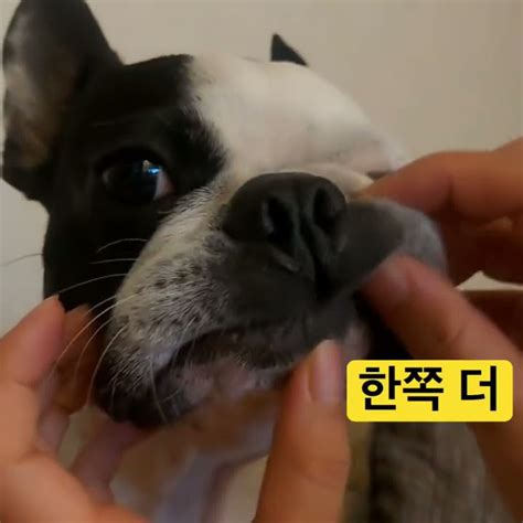 보스턴테리어 귀찮은 개보스 얼굴 네모로 만들기 Youtube