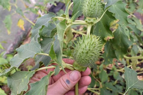 Jimson Weed Seeds — Ravensong Seeds And Herbals