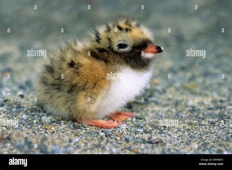 Newly Hatched Arctic Tern Chick Sterna Paradisaea With The Egg Tooth