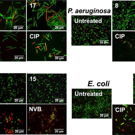 Bacterial Viability After Different Compound Treatments Bacterial Download Scientific Diagram