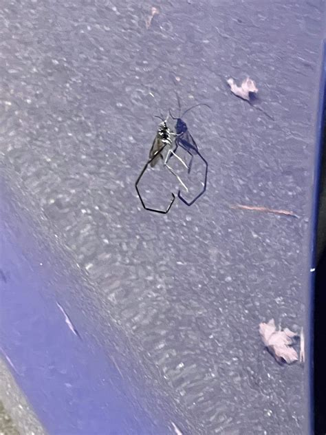 Help Identify This Flying Insect Rinsects