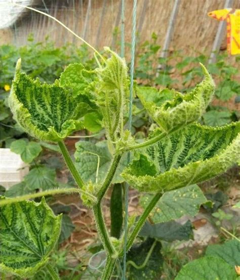 盘点影响植物生长的十大植物病毒