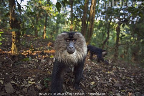 Add To Lightbox Add To Order E Mail