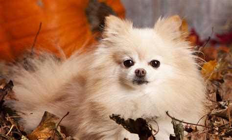 Pomeranian Hair Cuts Beautiful Pomeranian Haircut Styles To Refresh