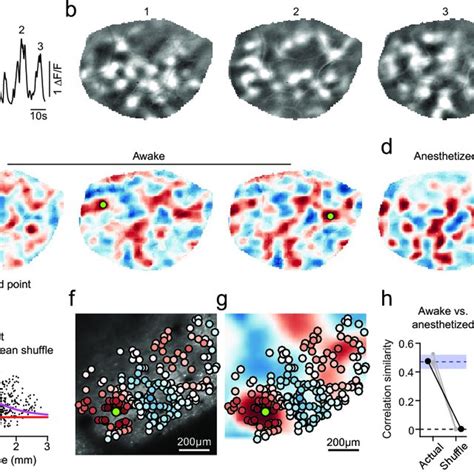 correlated spontaneous activity in awake ferret visual cortex reveals