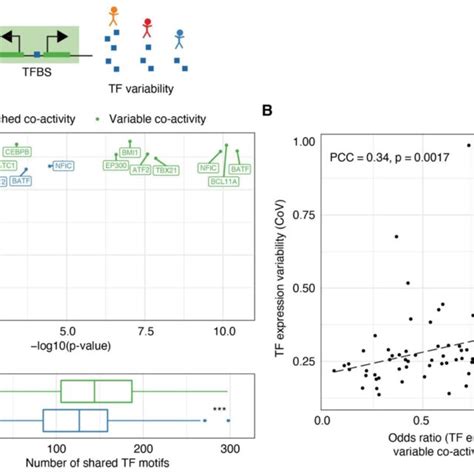 Tf Expression Variability And Binding Differences Influence Co Activity