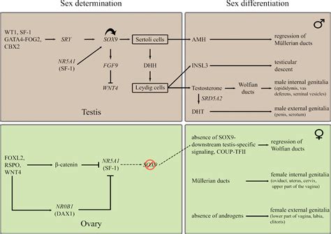 Translating Genomics To The Clinical Diagnosis Of Disordersdifferences Of Sex Development Pmc