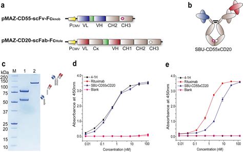 Expression Purification And Antigen Binding Characteristics Of Download Scientific Diagram