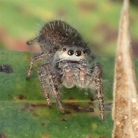 Phidippus Princeps Bugguide Net