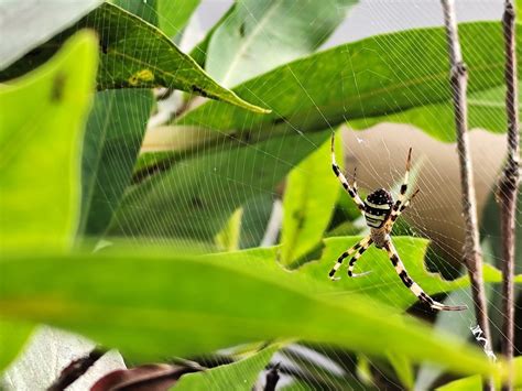 Oak Leaf Wheel Spider Free Photo On Pixabay Pixabay