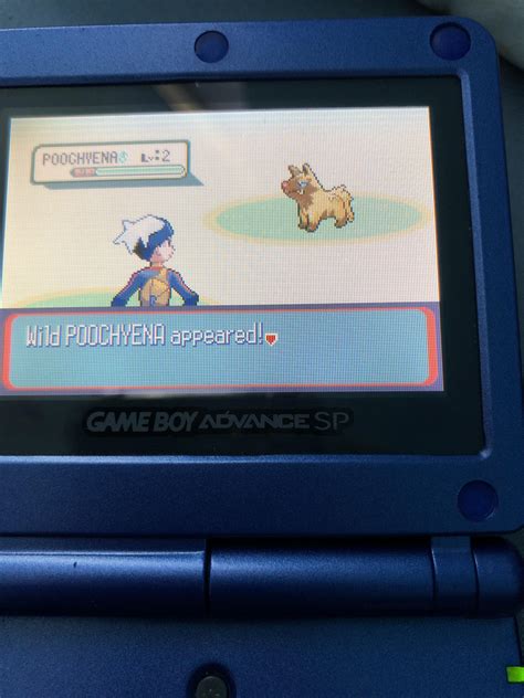 3 Been Hunting For A Shiny Treecko For 6 Months Yesterday I Got This R ShinyPokemon