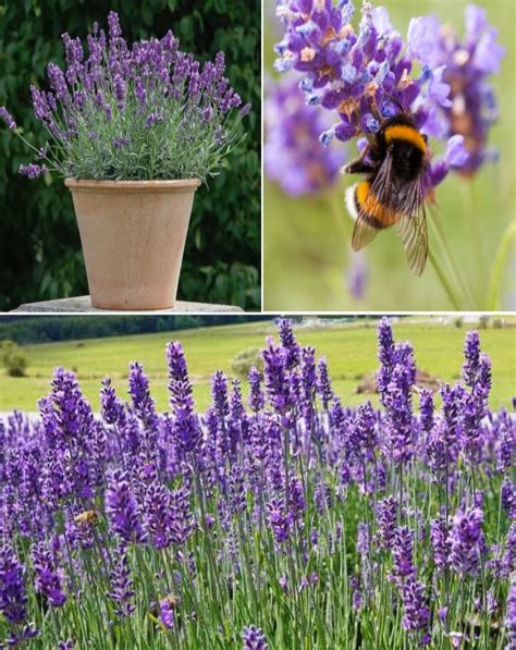 English Lavender Seeds Lavandula Angustifolia Vera 1000 Seeds
