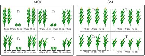 Schematic Representation Of Maize Canopy As Affected By Leaf Excision