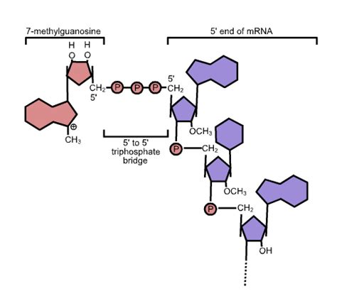 Rna Processing In Eukaryotes Boundless Biology