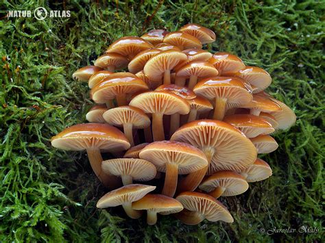 penízovka sametonohá | NaturAtlas.cz