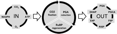 Inputs And Outputs Of Calvin Cycle