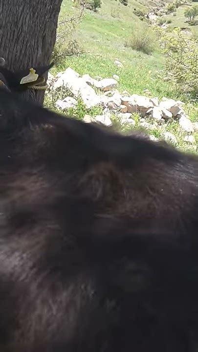 Hypoderma Bovİs Youtube