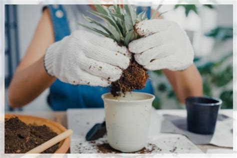 Ficus Elastica Care Growth And Propagation Al Ardh Alkhadra