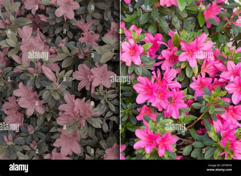 Face Blindness Simulation At Theresa Ryan Blog