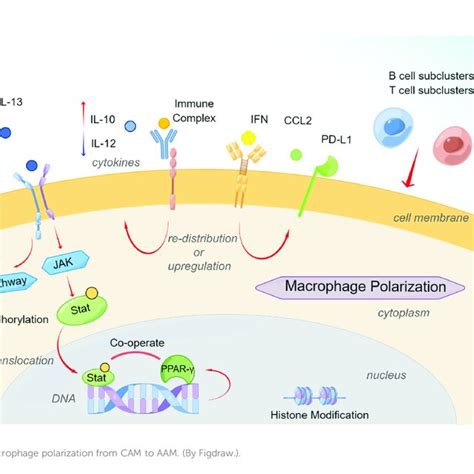 Survival Analysis Of Dlbcl Patients According To Cd5 Positivity A B