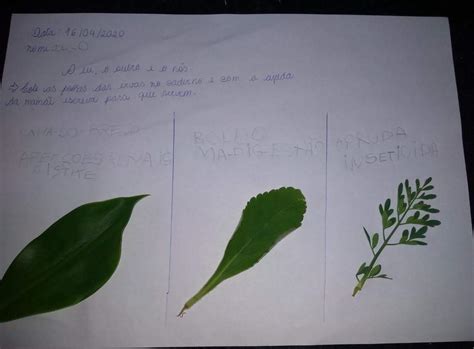 EducaÇÃo Infantil Os Índios E As Ervas Medicinais