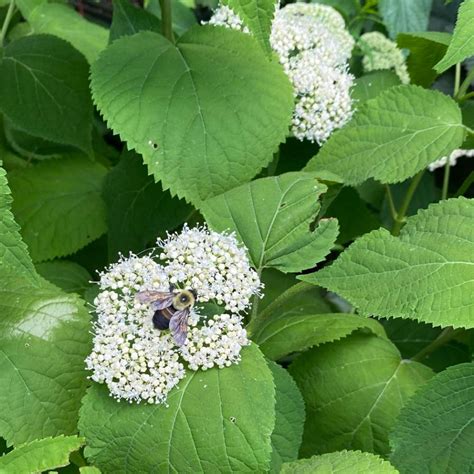 Hydrangea Arborescens Wild Or Smooth Hydrangea