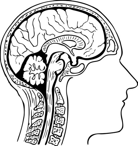 Nervous System Drawing At Explore Collection Of