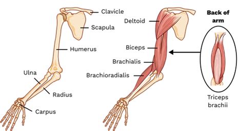 Skeletal Muscle Functional Groups Labster