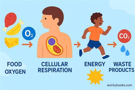 Aerobic Respiration Explained Definition Facts Example Quiz