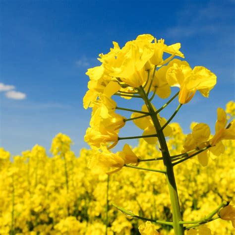 Repce Krémméz Tamás Méhészet Gárdony